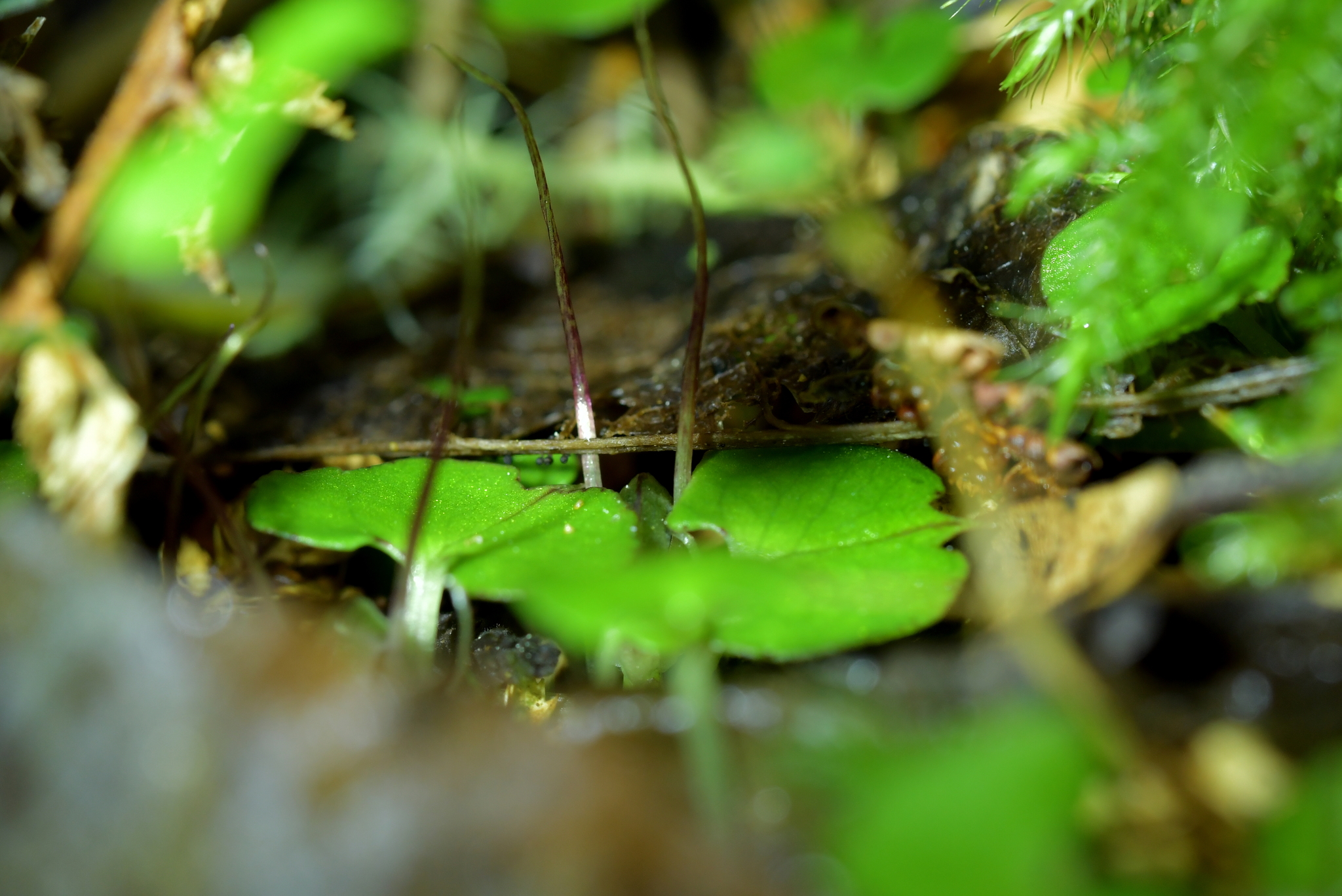 Corybas trilobus (Hook.f.) Rchb.f.