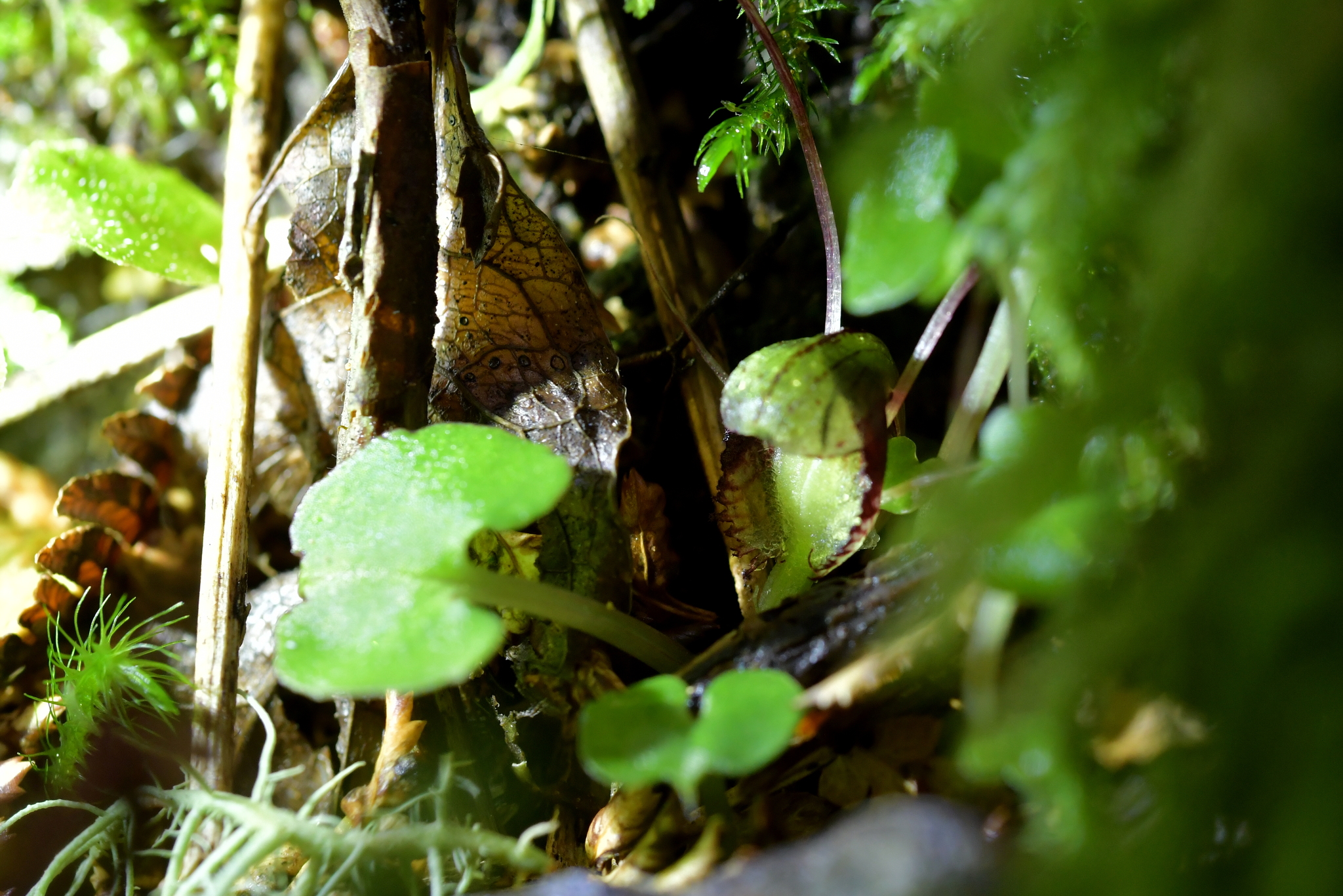 Corybas trilobus (Hook.f.) Rchb.f.