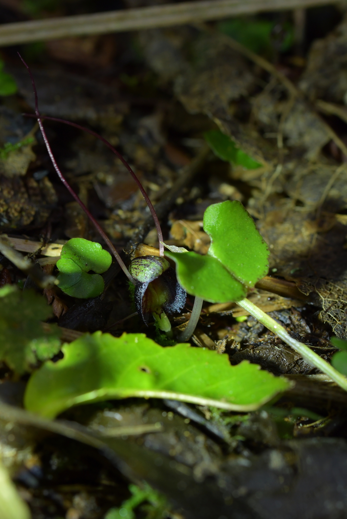 Corybas trilobus (Hook.f.) Rchb.f.