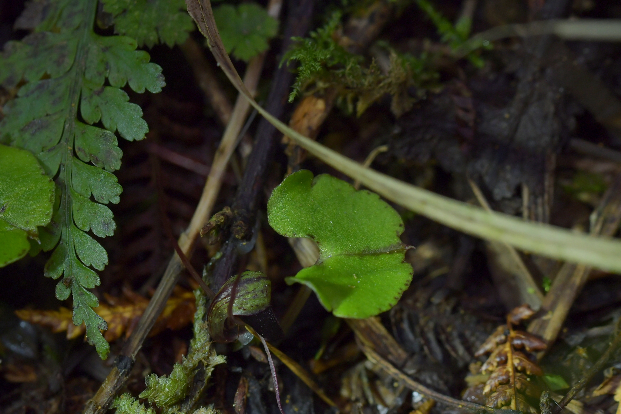 Corybas trilobus (Hook.f.) Rchb.f.