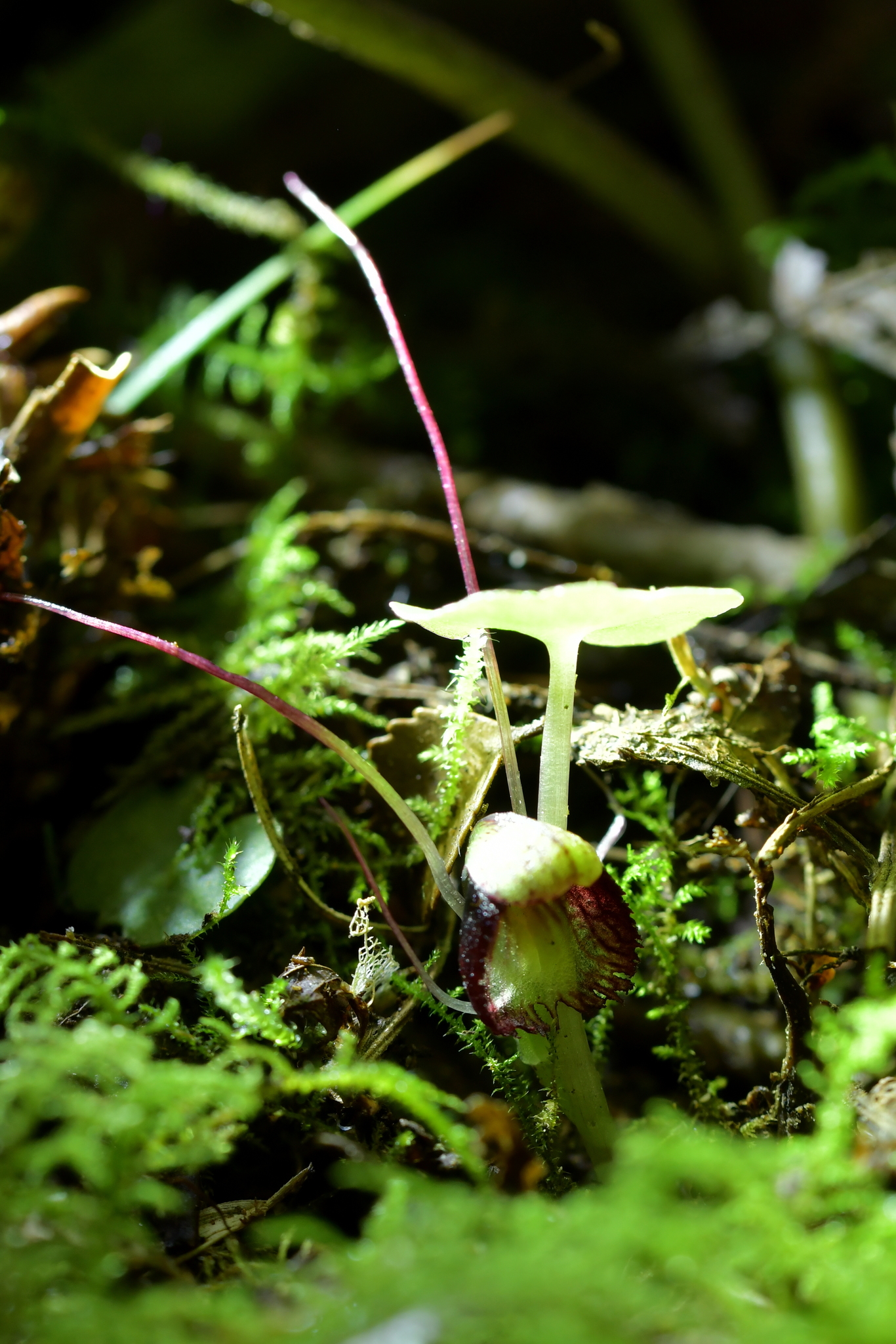 Corybas trilobus (Hook.f.) Rchb.f.