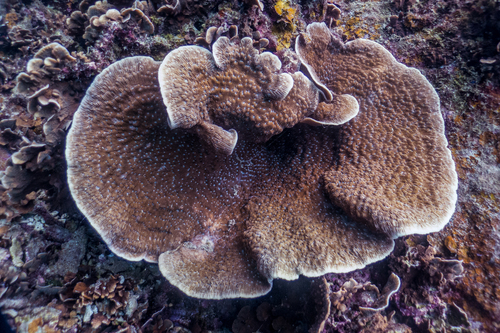 Bracket Coral (Podabacia crustacea) · iNaturalist United Kingdom