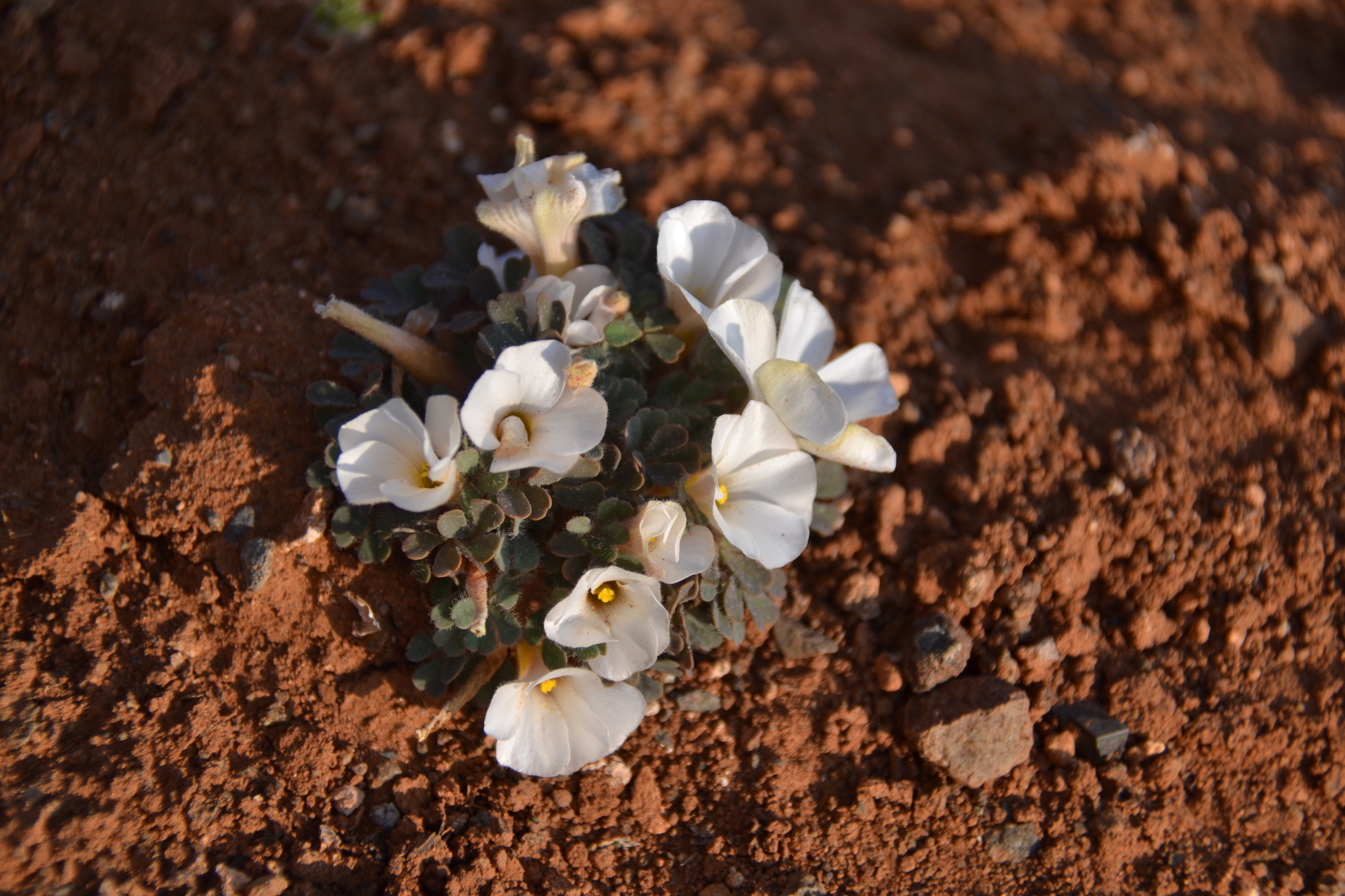 Oxalis annae F.Bolus