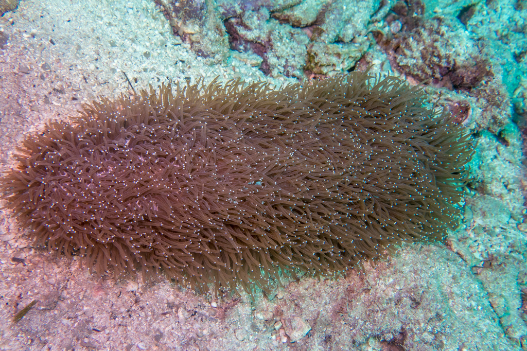Polyphyllia talpina (Lamarck, 1801)