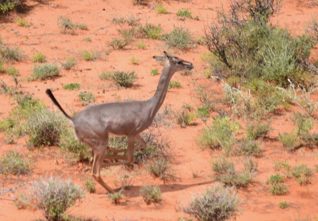 Dibatag (Ammodorcas clarkei) - Know Your Mammals