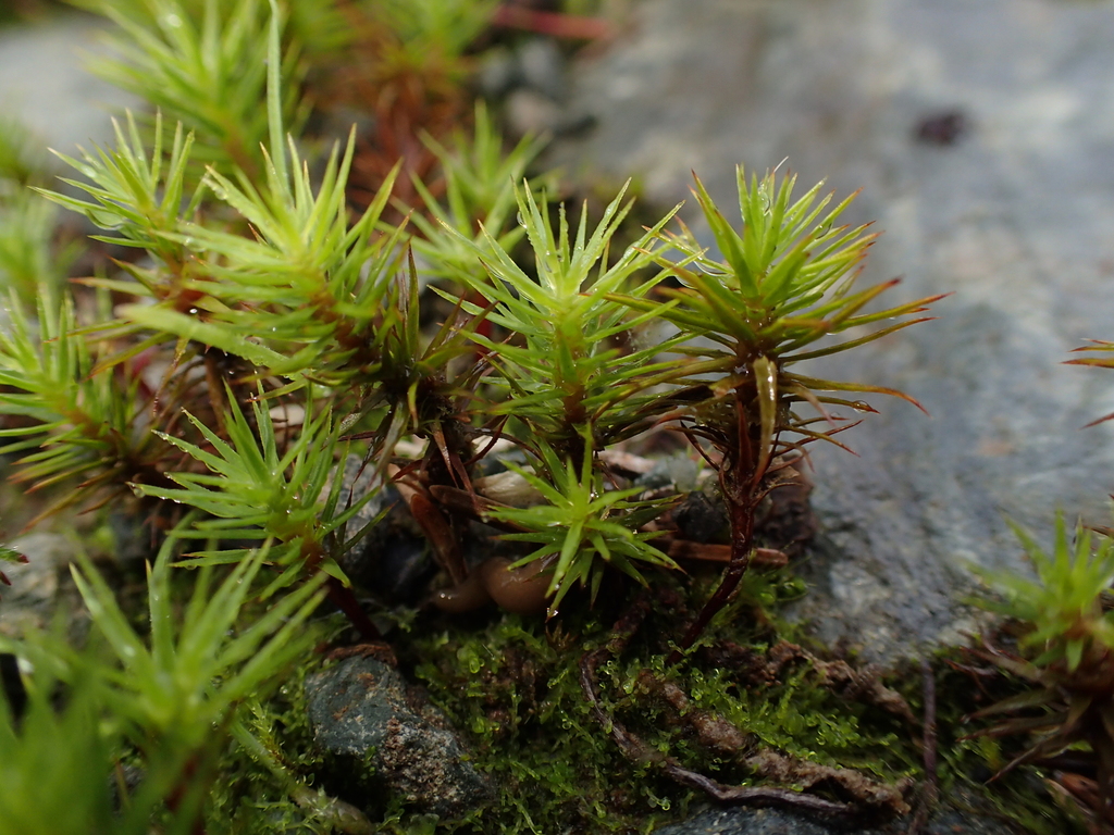 Dense Haircap Moss (Polytrichum perigoniale) - Botanical Realm