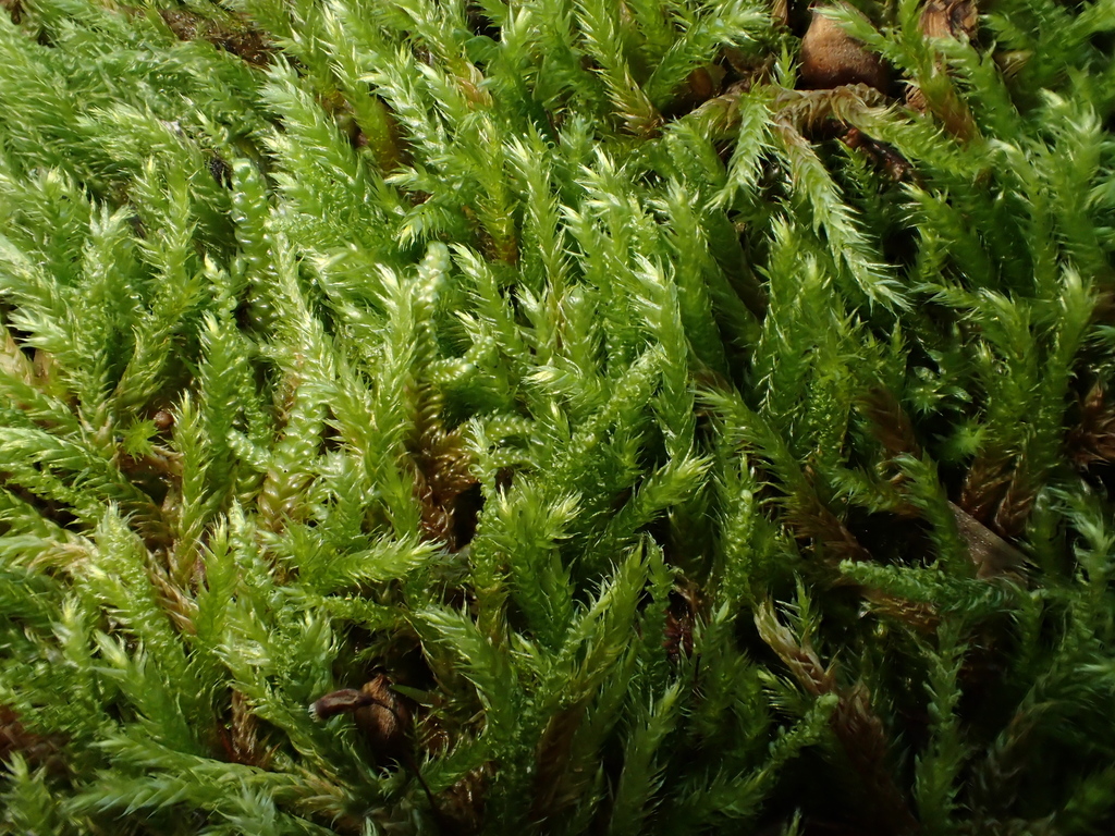 Rusty Ragged Moss from Near Taicynhaeaf on September 16, 2021 at 02:15 ...