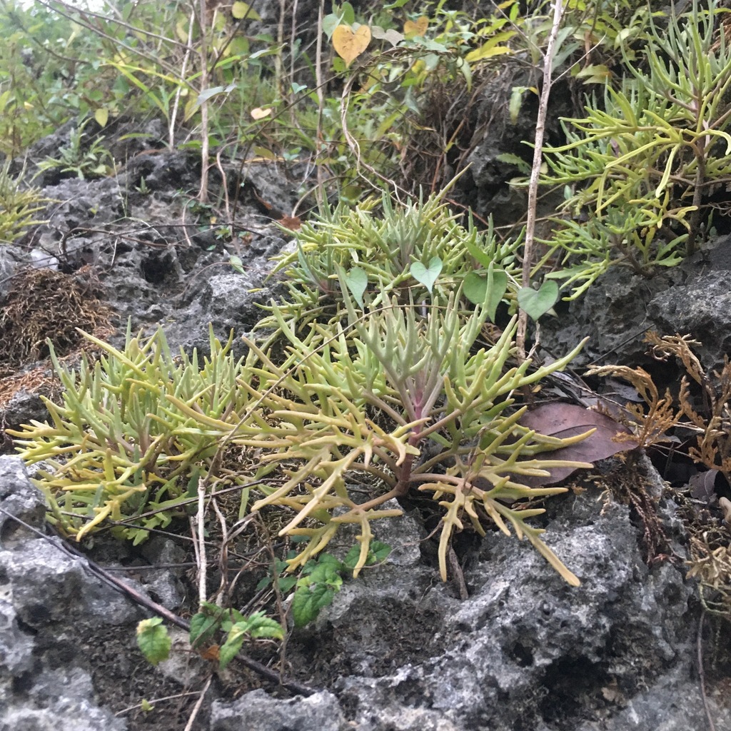 (Kalanchoe ceratophylla) - Botanical Realm