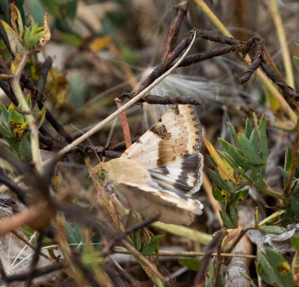 Darker-spotted Straw Moth from Pescadero Marsh Natural Preserve, San ...