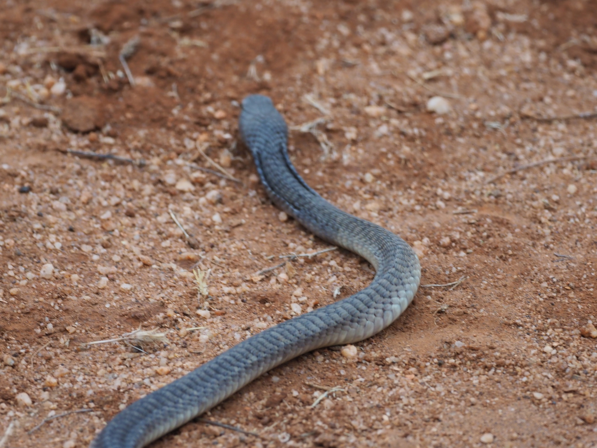 Naja ashei Wüster & Broadley, 2007