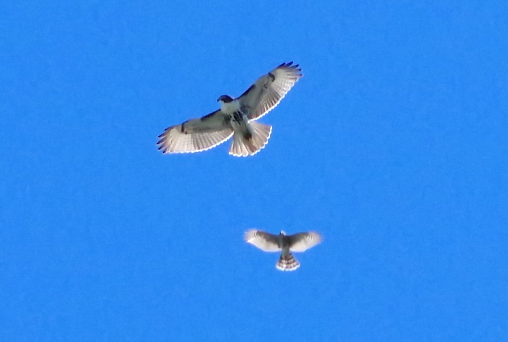 Sharp-shinned Hawk from Borden Farm - Stewart Farm - Parkwood Hills ...