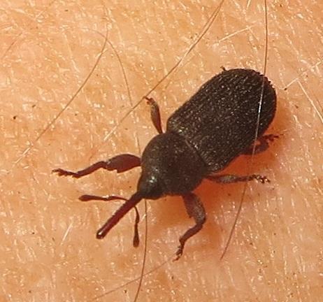 Amorphocerini from St Lucia 1 on April 2, 2016 by magdastlucia. Small ...