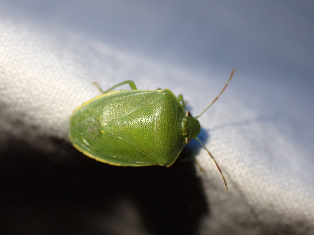 Acrosternum heegeri (Madeira True Bugs) · iNaturalist