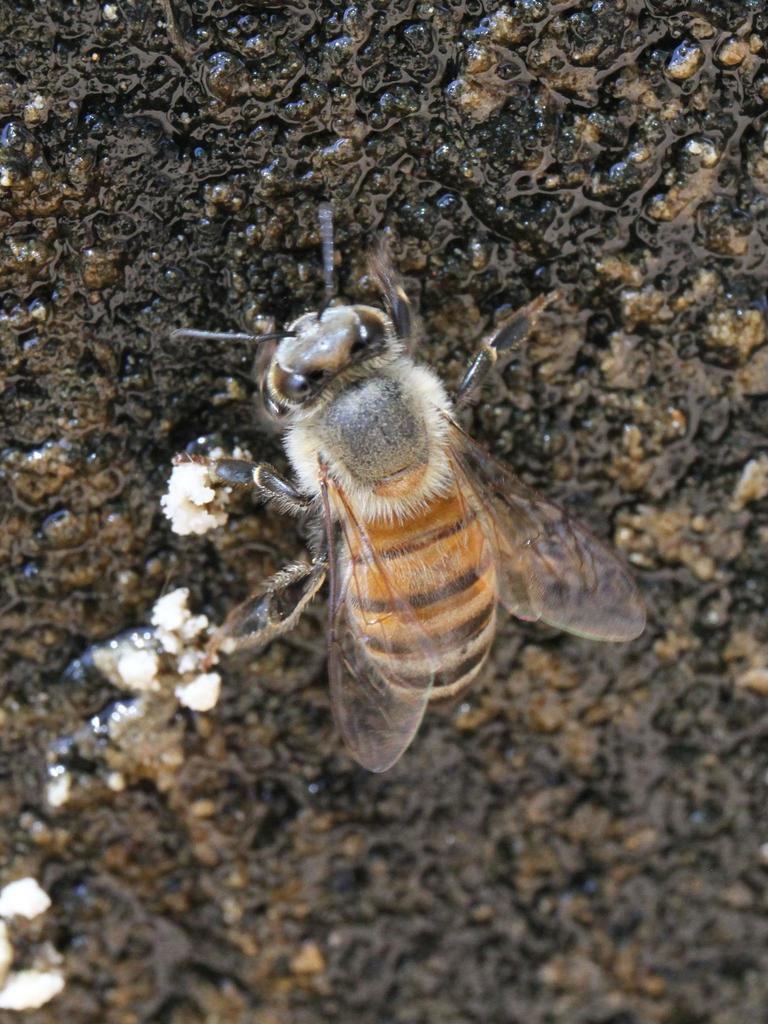 African Honey Bee from Farm Kyffhäuser, Maltahöhe, Namibia on December ...