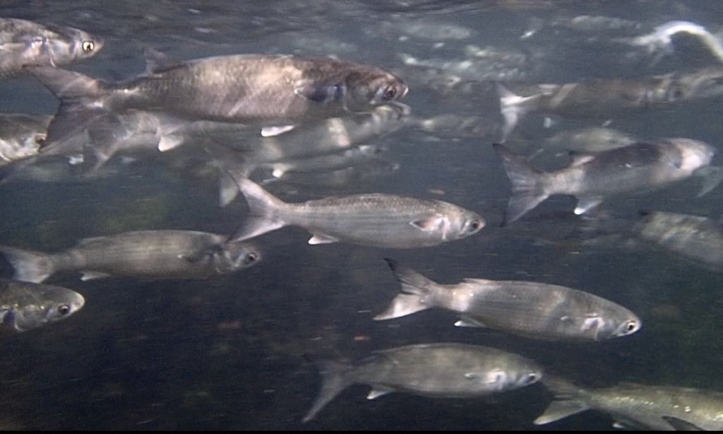 Mullets (Mugilidae) - Marine Life Identification