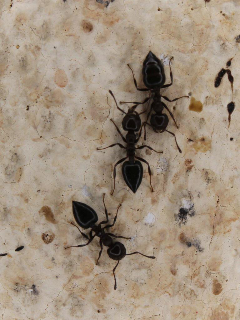 Oscar's Cocktail ant from Farm Kyffhäuser, Maltahöhe, Namibia on ...