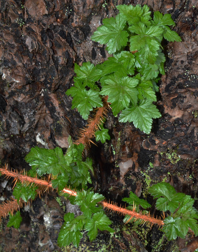 swamp currant (Field Botany OCPs - Comprehensive Guide - 2023 ...