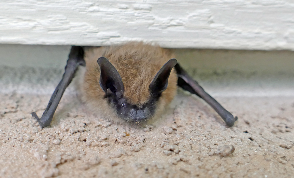 Fringed Myotis from Santa Fe, NM, USA on August 21, 2021 at 06:33 PM by ...