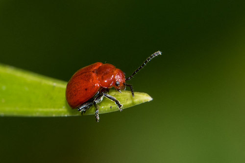 Strabala ferruginea · iNaturalist