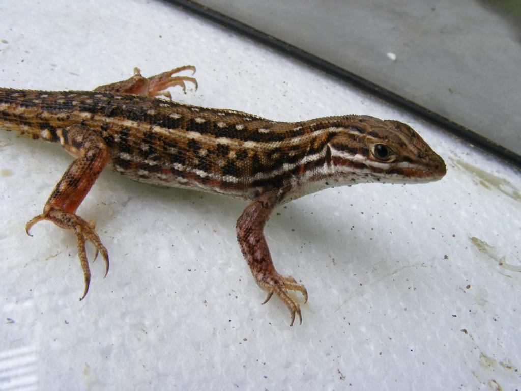 Common Rough-scaled Lizard in March 2016 by Andrew Deacon. Rough-scaled ...