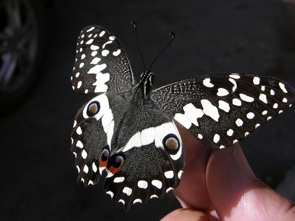 Citrus Swallowtail from 18, DS Botha St on October 10, 2016 by Klaus ...