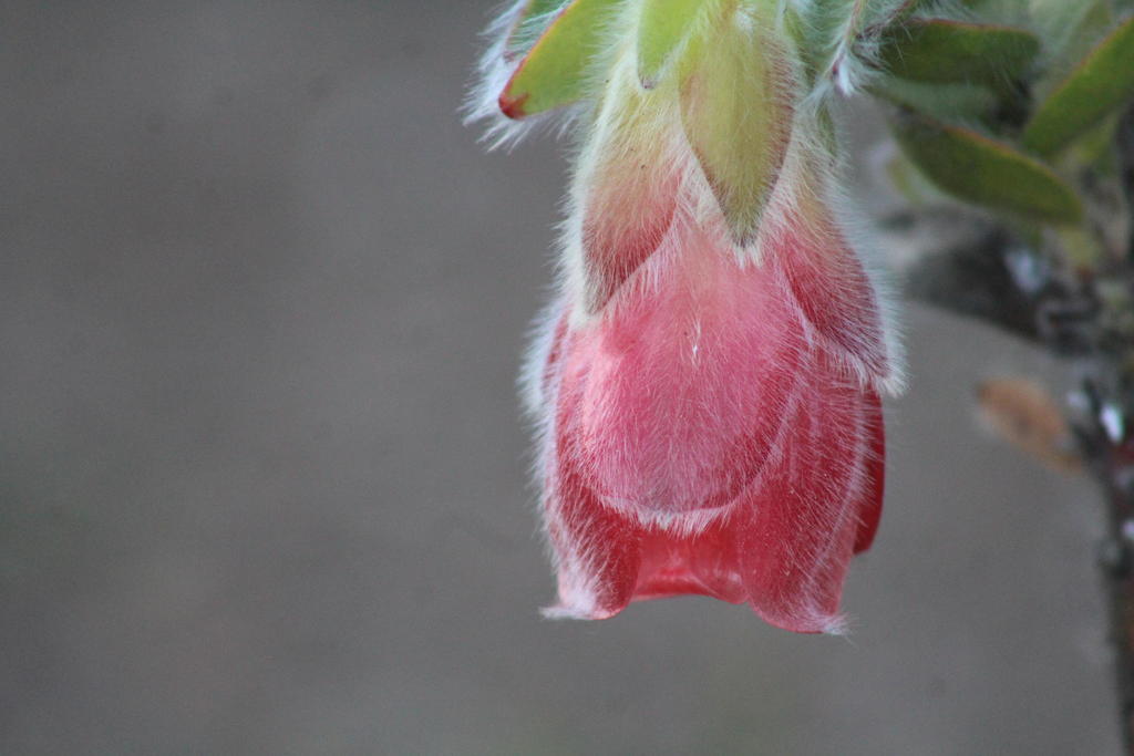 Marsh Rose (What's Blooming in Beckley ) · BioDiversity4All