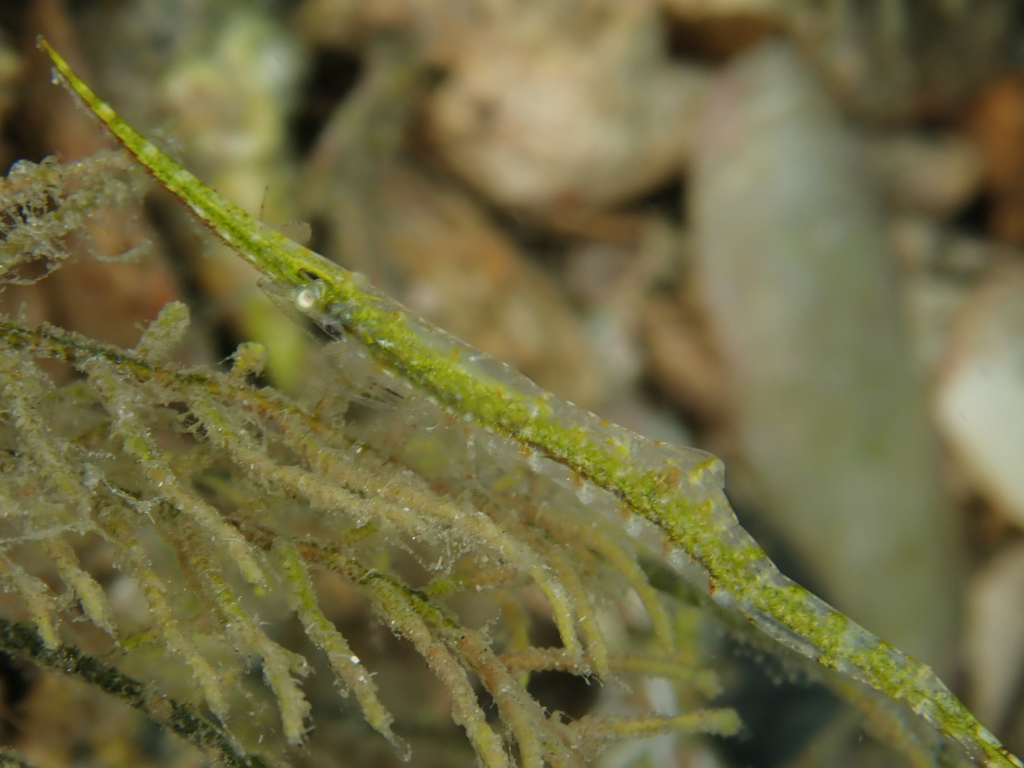 Tozeuma carolinense Kingsley, 1878