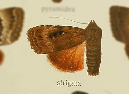 Amphipyra strigata · iNaturalist