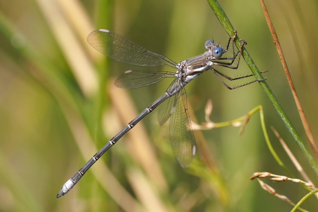 California Spreadwing (Dragonflies and Damselflies of California ...