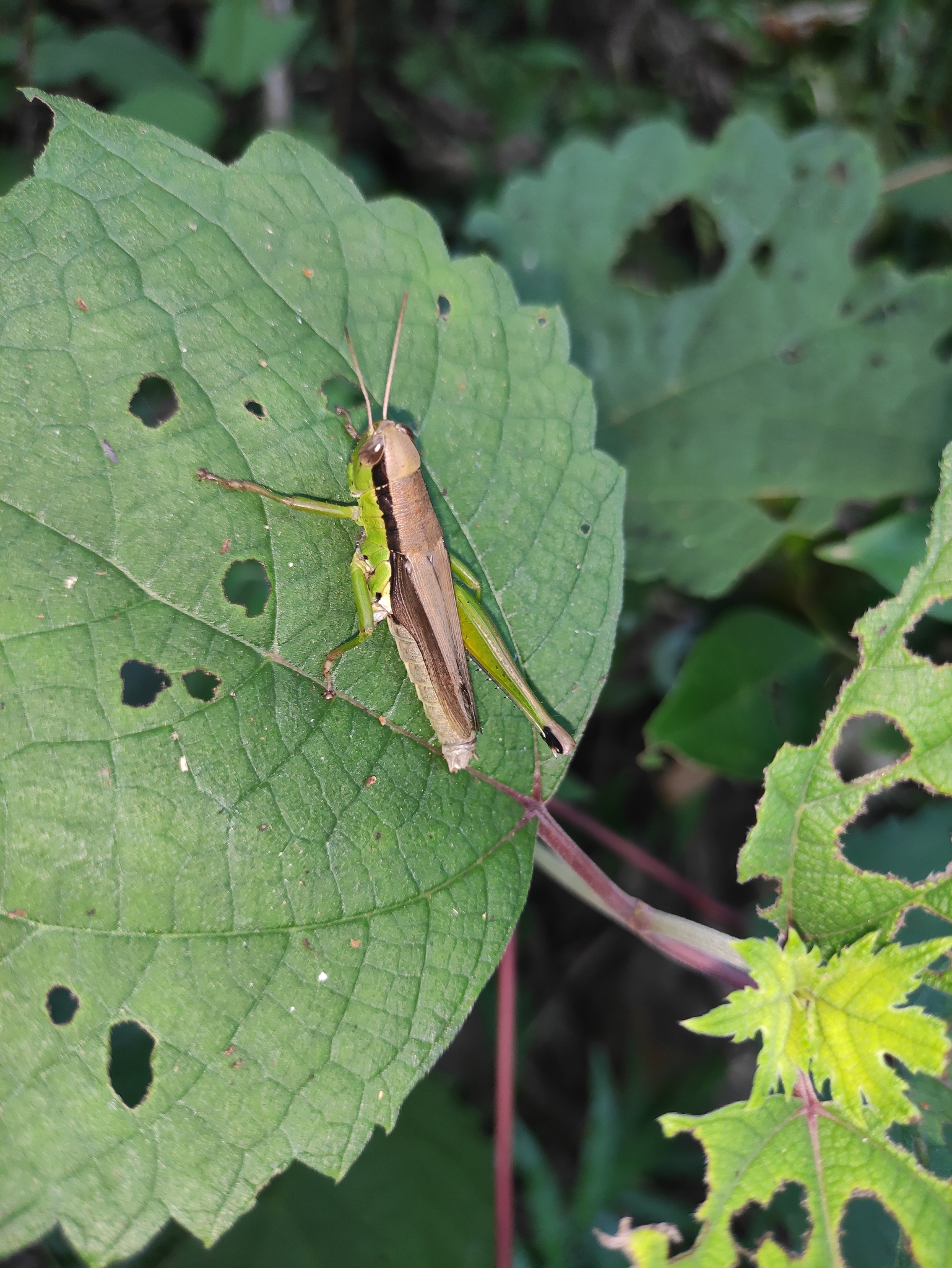 Oxya velox (Fabricius, 1787)