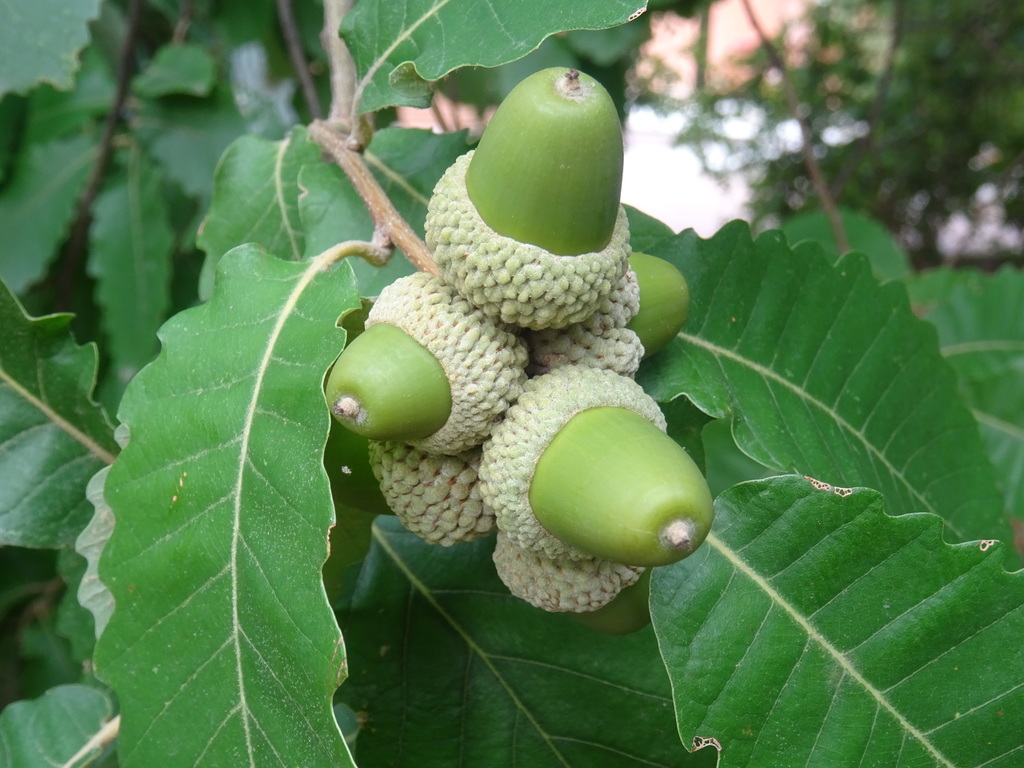 Mirbeck's oak (Quercus canariensis) - Botanical Realm