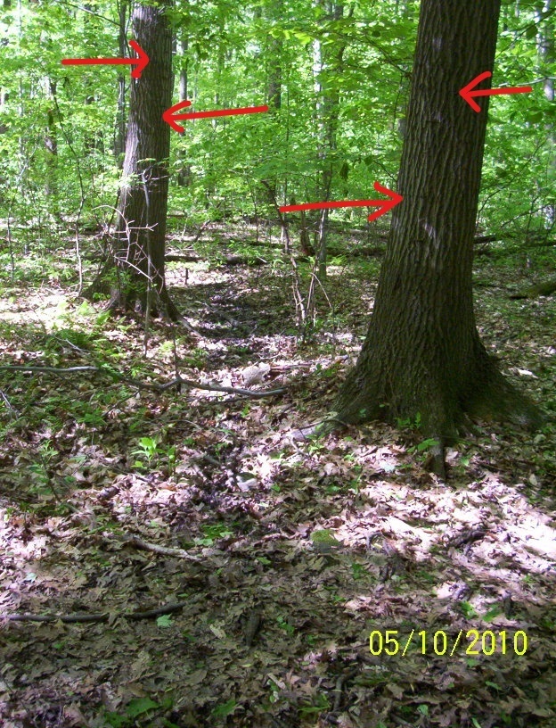 northern red oak in May 2010 by Chuck Thomas. canopy trees in a study ...