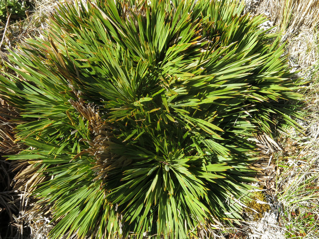 Aciphylla montana gracilis in February 2015 by John Barkla. Amongst ...