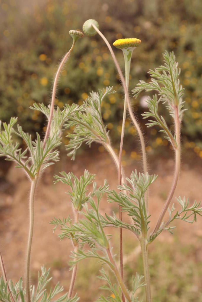 Large Buttons (Cotula microglossa) - Botanical Realm