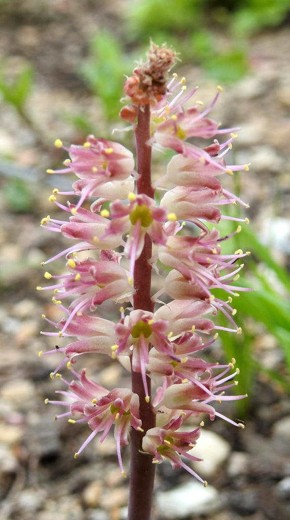 Garden Route Viooltjie from Garden Route Botanical Garden on October 11 ...