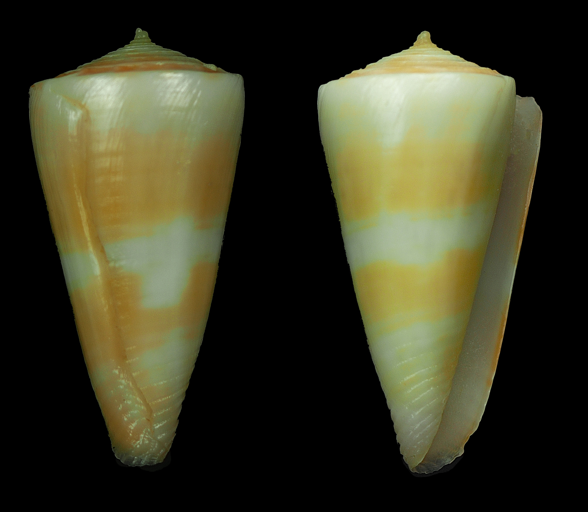 Conus attenuatus Reeve, 1844