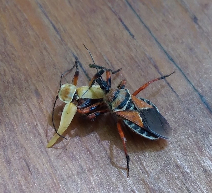 Yellow-bellied Bee Assassin from Playa Zipolite, Oax., Mexico on July ...
