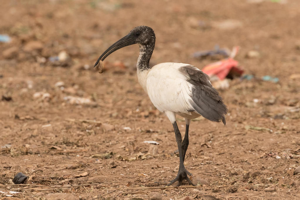 African Sacred Ibis from Dump area, Greyton Commonage on January 24 ...