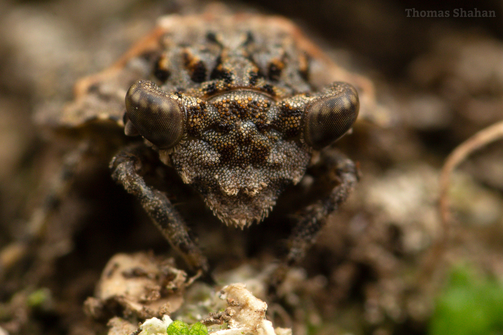 Big-eyed Toad Bug in September 2021 by Thomas Shahan · iNaturalist
