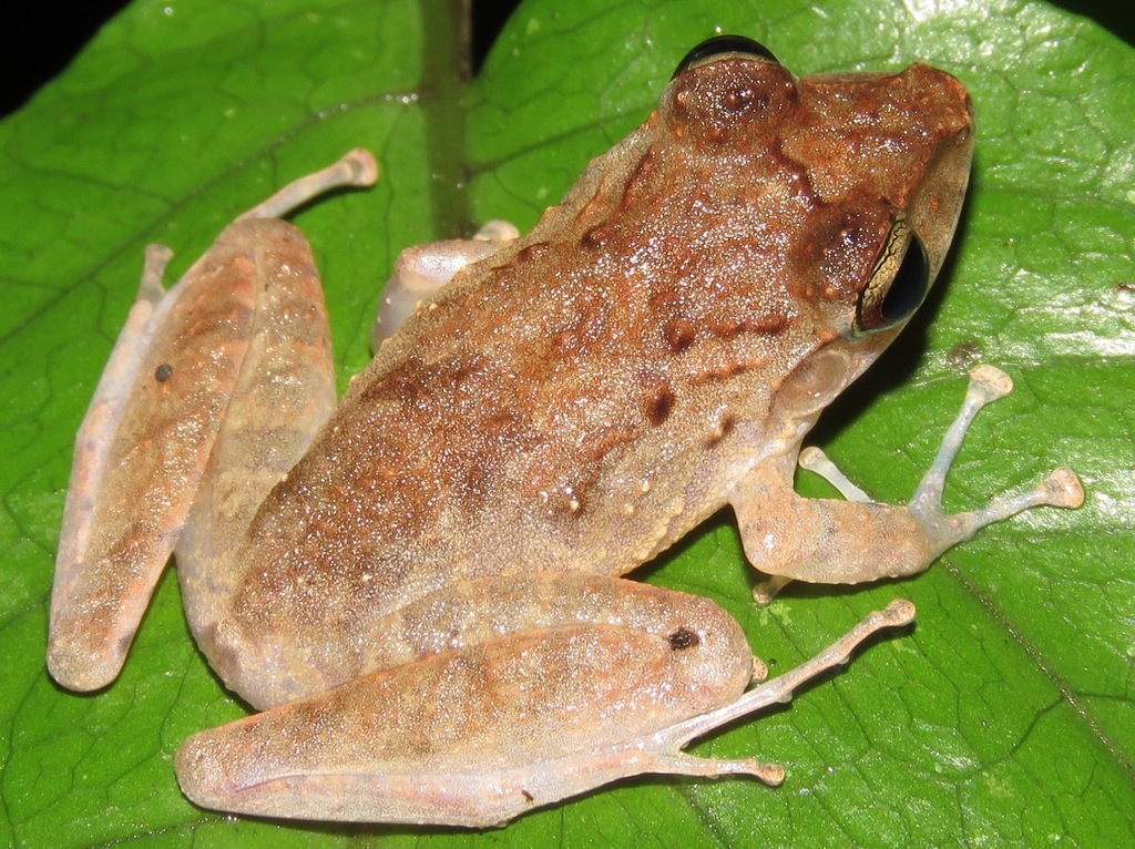 Slim-fingered Rain Frog (iNaturalist Digital Guide for Wildlife of Isla ...