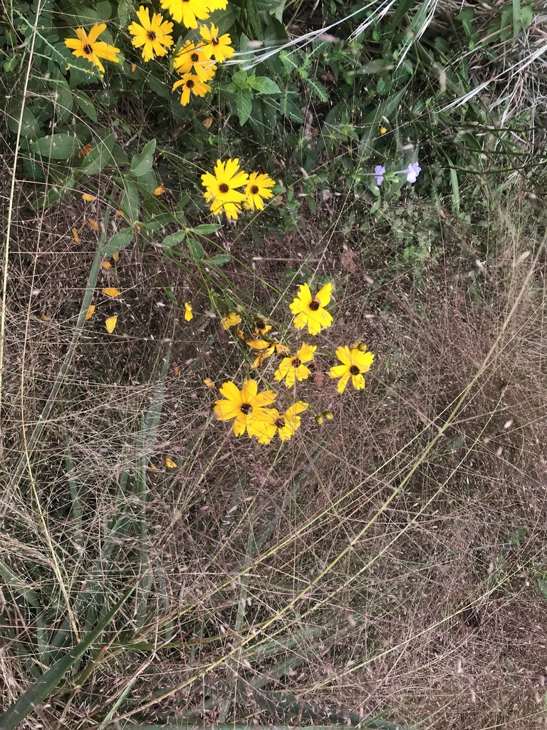 Fringeleaf Tickseed from Brunswick, GA, US on October 9, 2019 at 02:18 ...