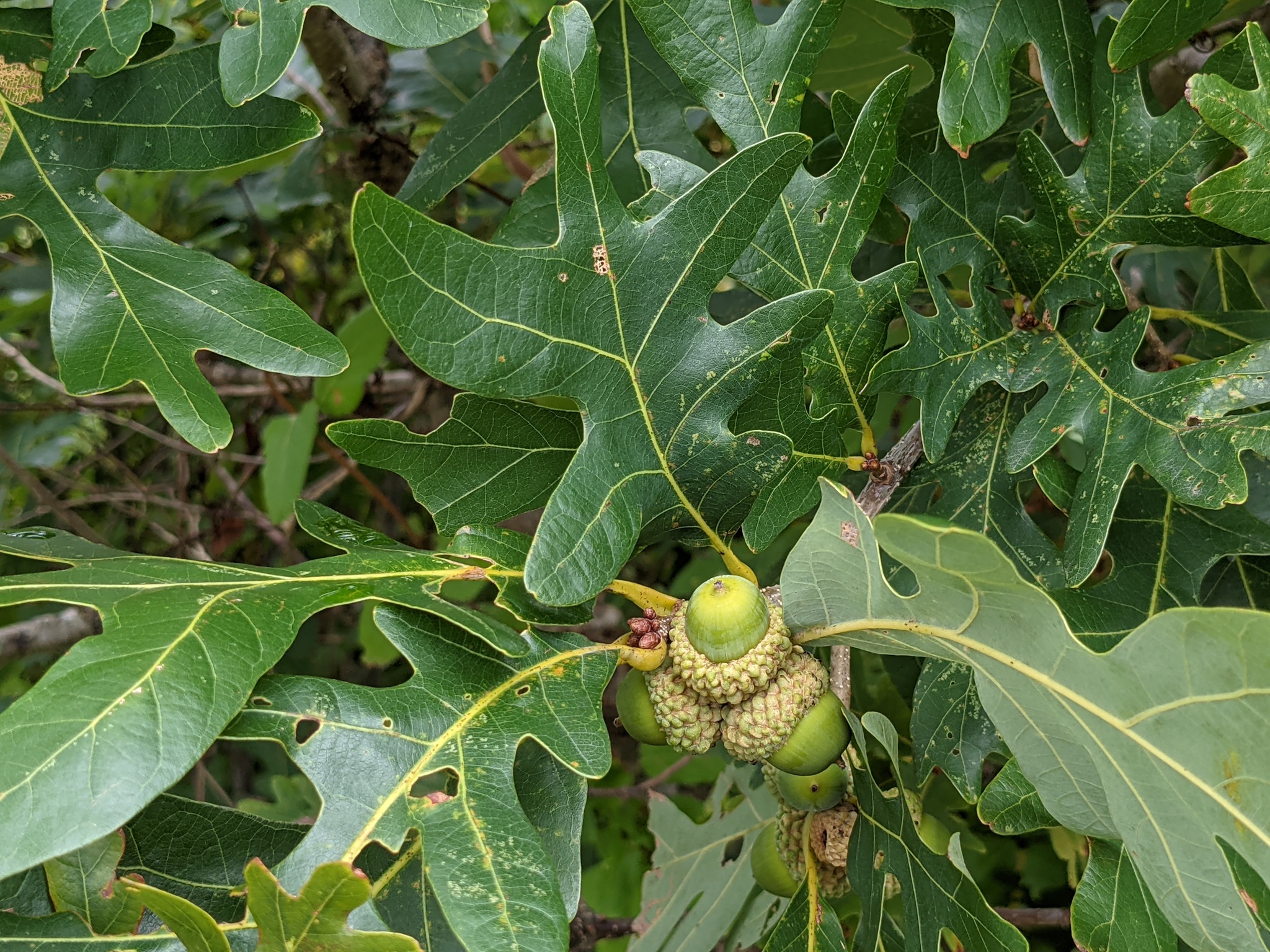 Quercus Alba Acorn
