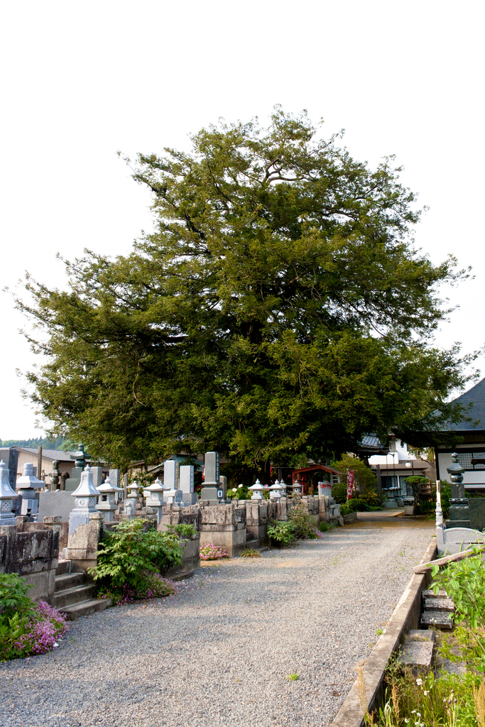 Japanese torreya (Torreya nucifera) - Botanical Realm