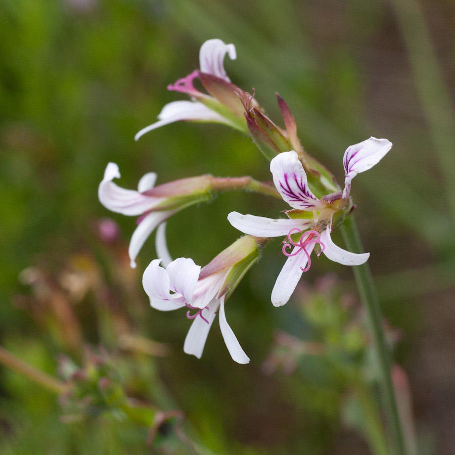 Table Storksbill (Plants of the Tygerberg Nature Reserve) · iNaturalist