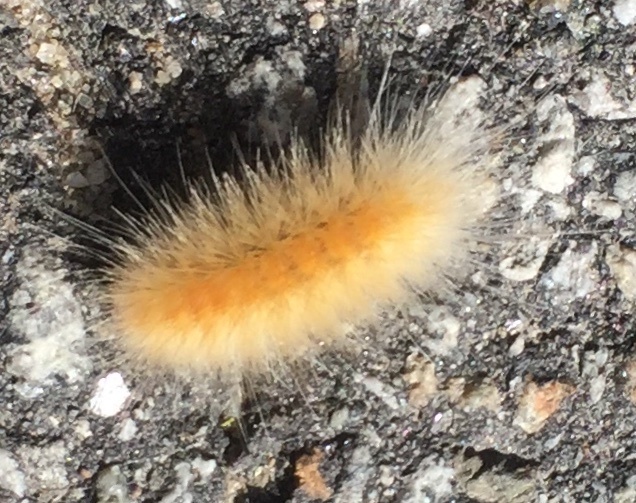Virginian Tiger Moth from Kingwood Ln, Bridgewater, NH, US on September ...