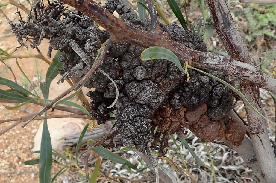 Port Jackson Gall Rust from R323 on September 17, 2016 by Nicola van ...