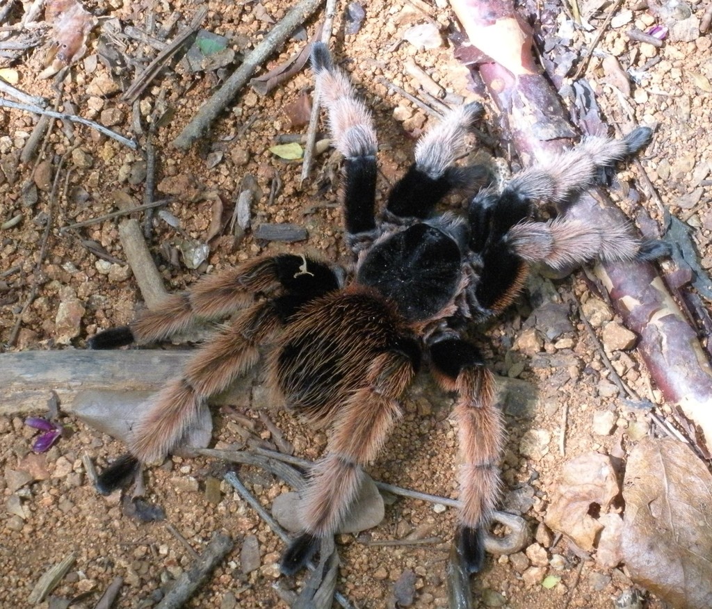 Mexican Pink Tarantula in October 2009 by Ignacio March Mifsut ...