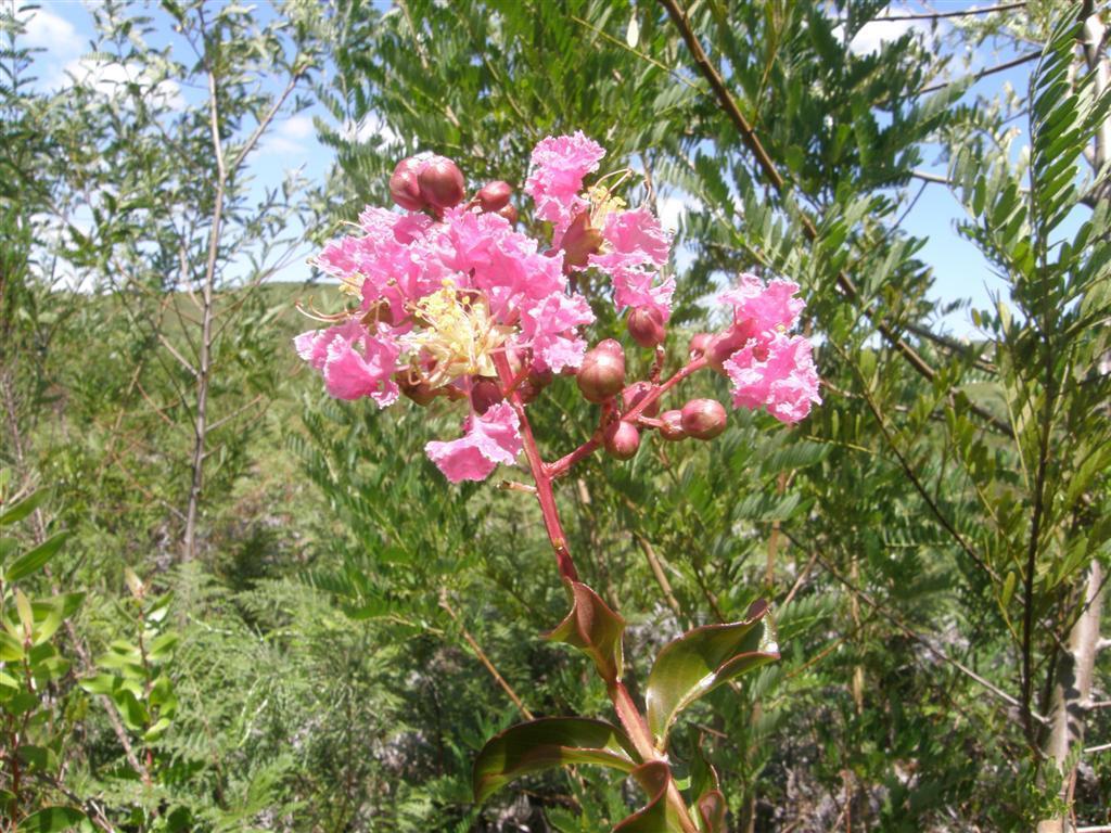 Crape-myrtle from Greyton Nature Reserve, Noupoort: Close to Greytons ...