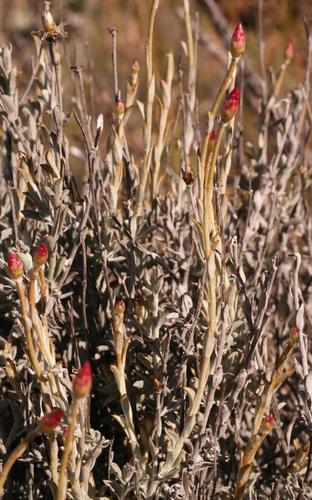 Bronze Sewejaartjie (Syncarpha affinis) · iNaturalist