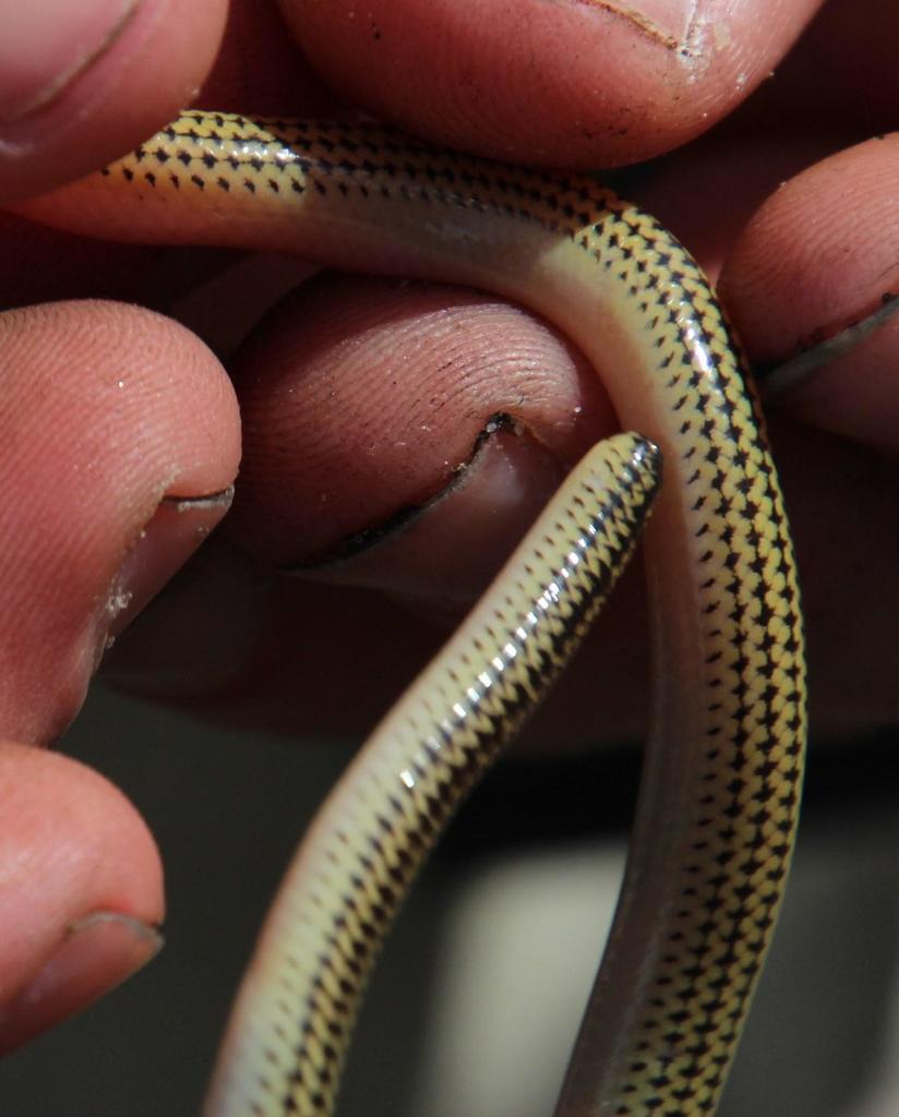 Cape Legless Skink from Silvermine: Hout Bay Lookout to Silvermine Dam ...